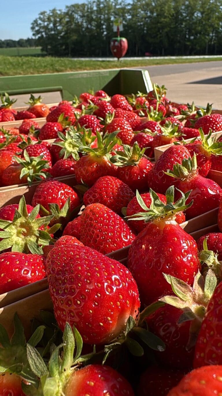 Bauer Ehl – Ihr Hof für frische Erdbeeren & Spargel