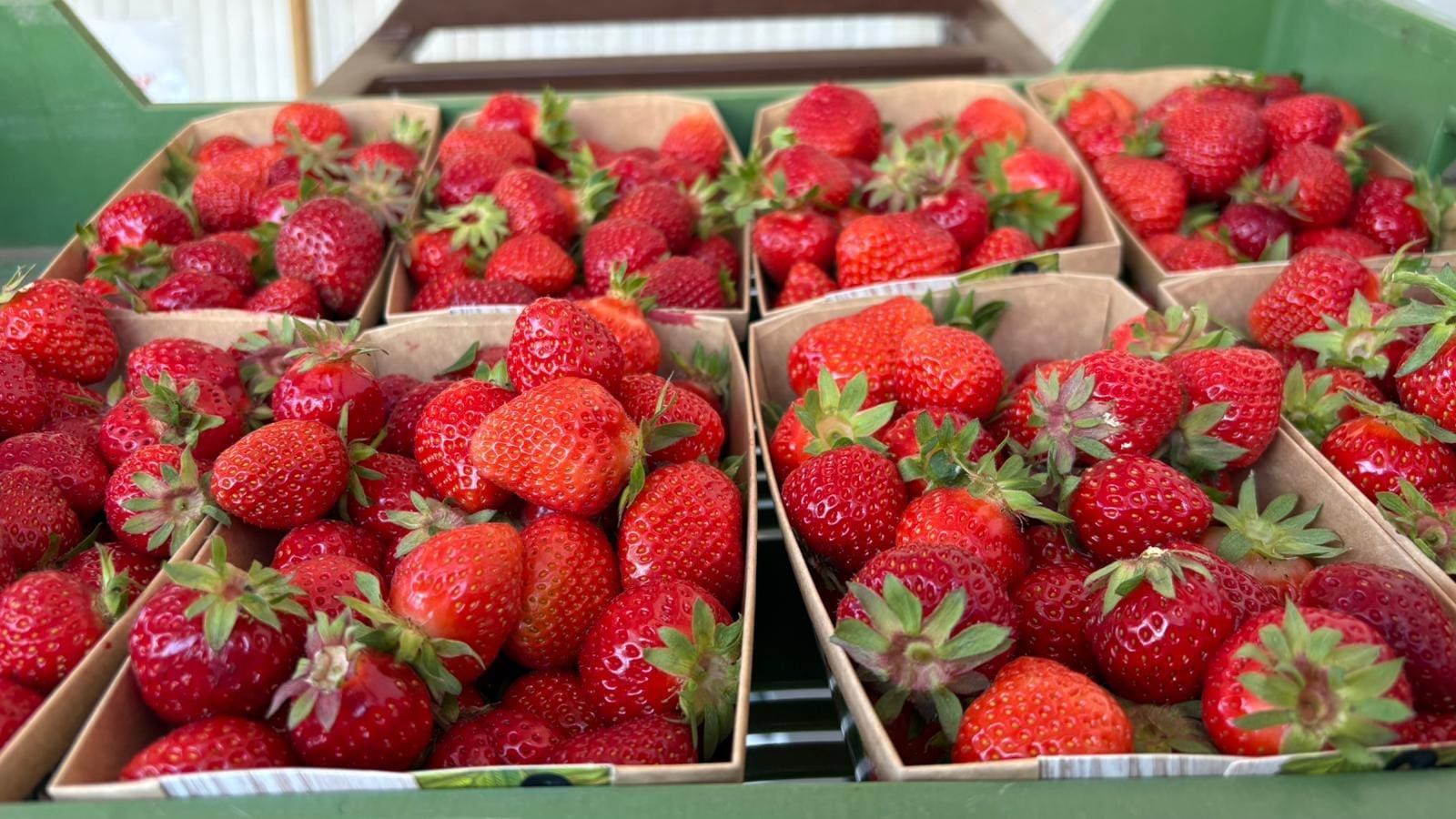 Bauer Ehl – Ihr Hof für frische Erdbeeren & Spargel